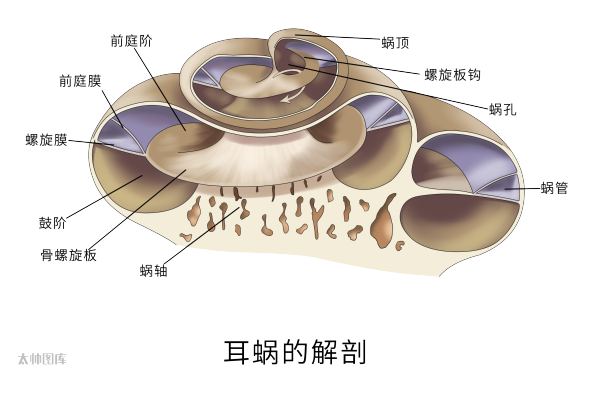 耳蜗的解剖(标注版) 医学插画