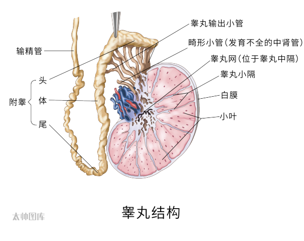 睾丸结构(标注版) 医学插画