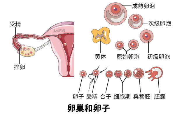 卵巢和卵子(标注版) 医学插画