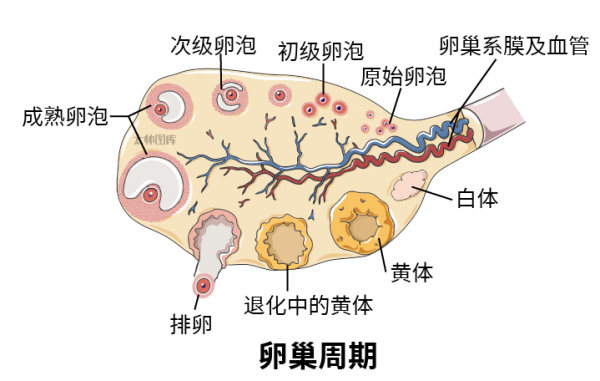 卵巢周期(标注版) 医学插画